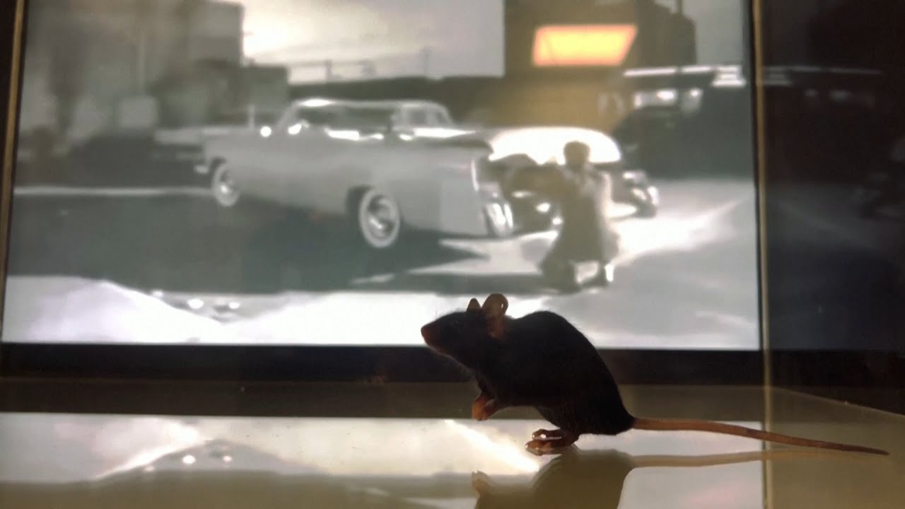 Scientists 'see' through the eyes of a mouse - YouTube