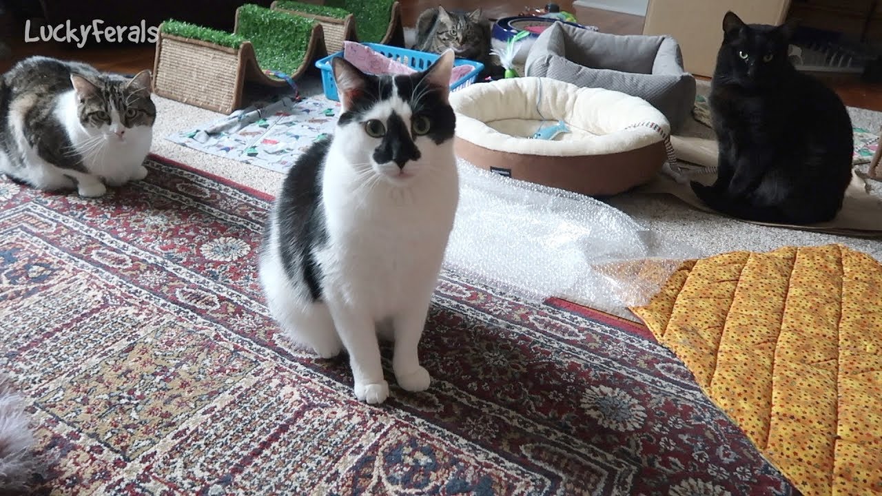 Boo Year 2 # 110 - Cats And Snakes, Mail Time, Stella’s Slumber Party ...