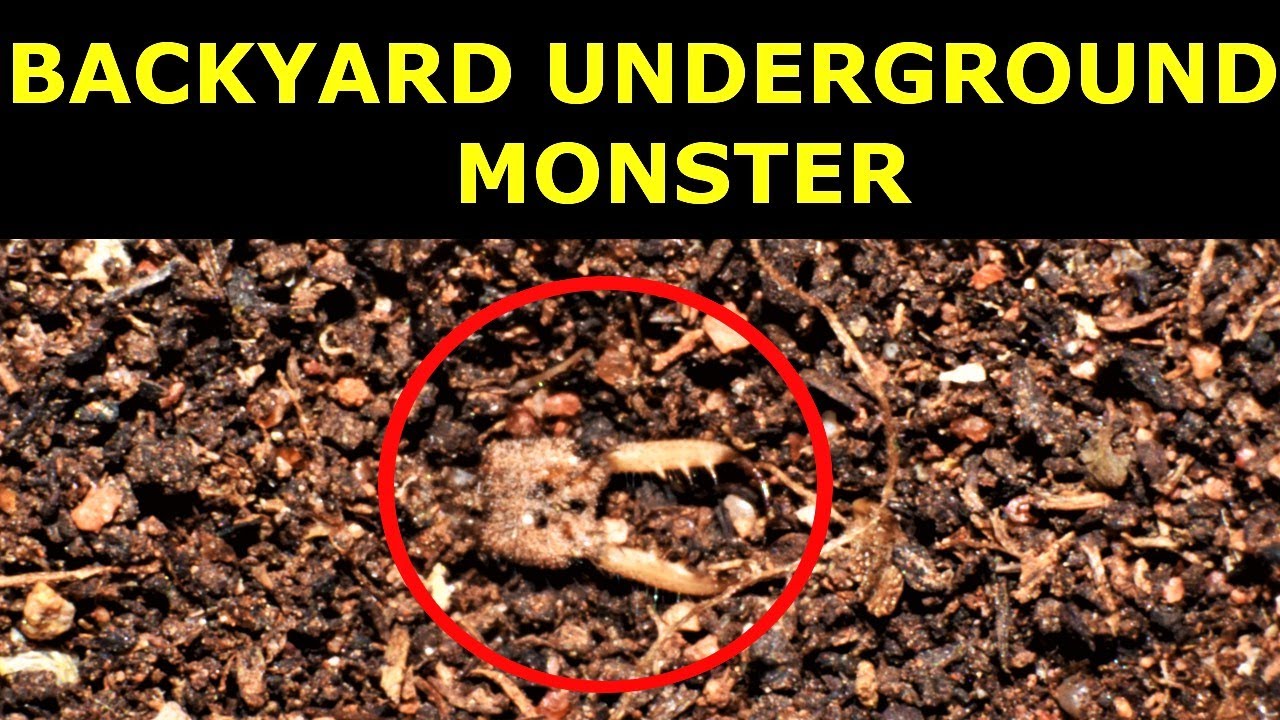 How Antlions Build a Deadly Trap - YouTube
