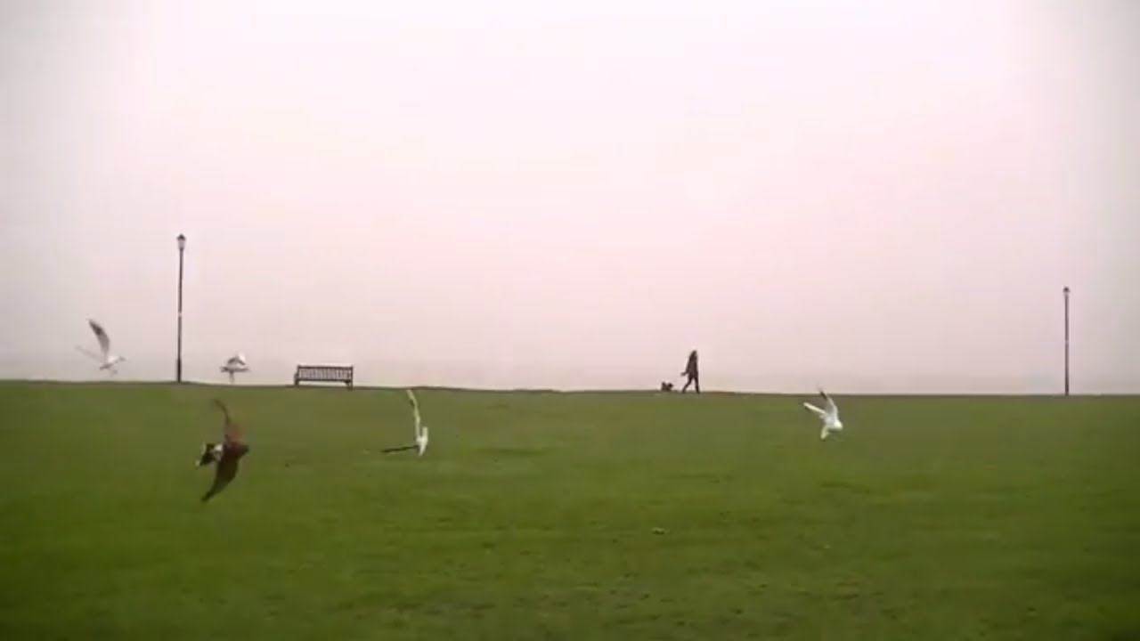 HARRIS HAWK car hawking amazing seagull chase slow motion - YouTube