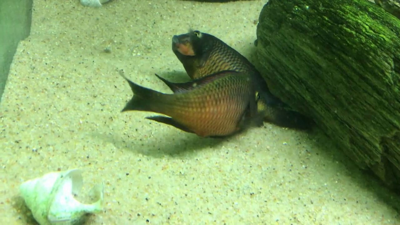 Tropheus moorii Ndole "red" spawn - PISCES - YouTube