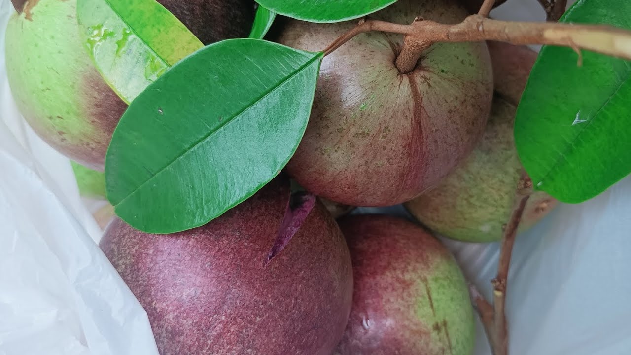 Star apple napaka tamis Marami Yan Dito sa Lugar namin - YouTube