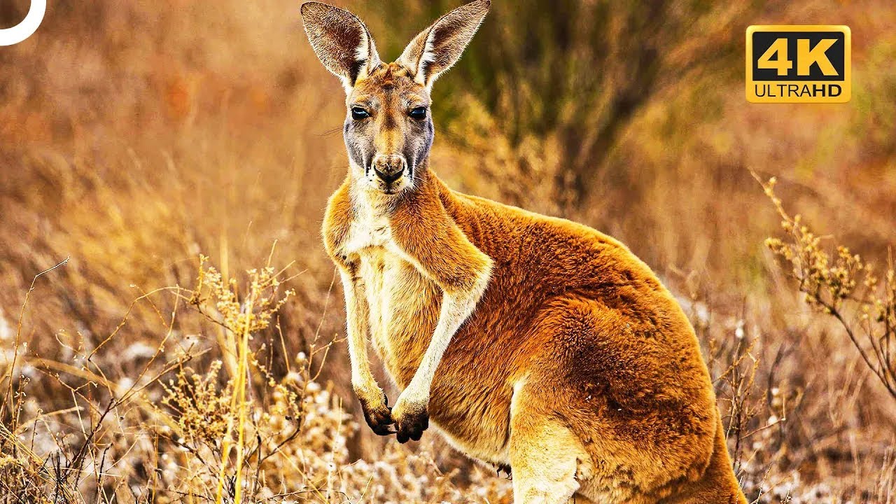 The Icon of Wild Australia: Kangaroo 🦘 | 4K Animal Documentary - YouTube