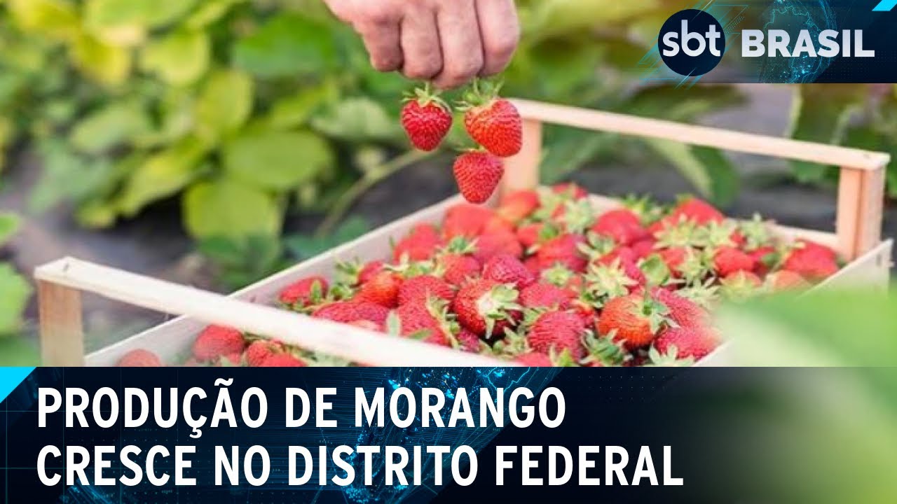 DF se destaca como um dos maiores produtores de morango do Brasil | SBT ...