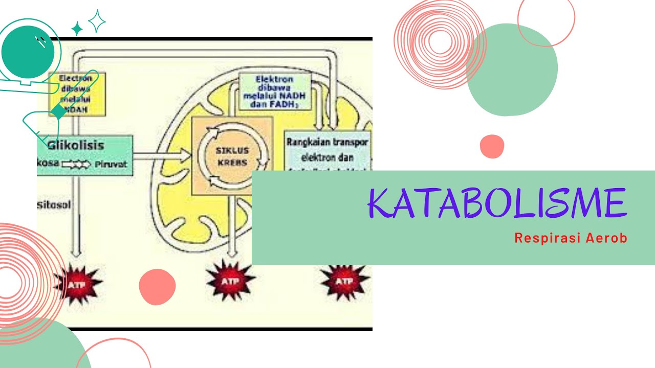 Katabolisme, materi Biologi SMA Kelas XII #part2 #metabolisme # ...