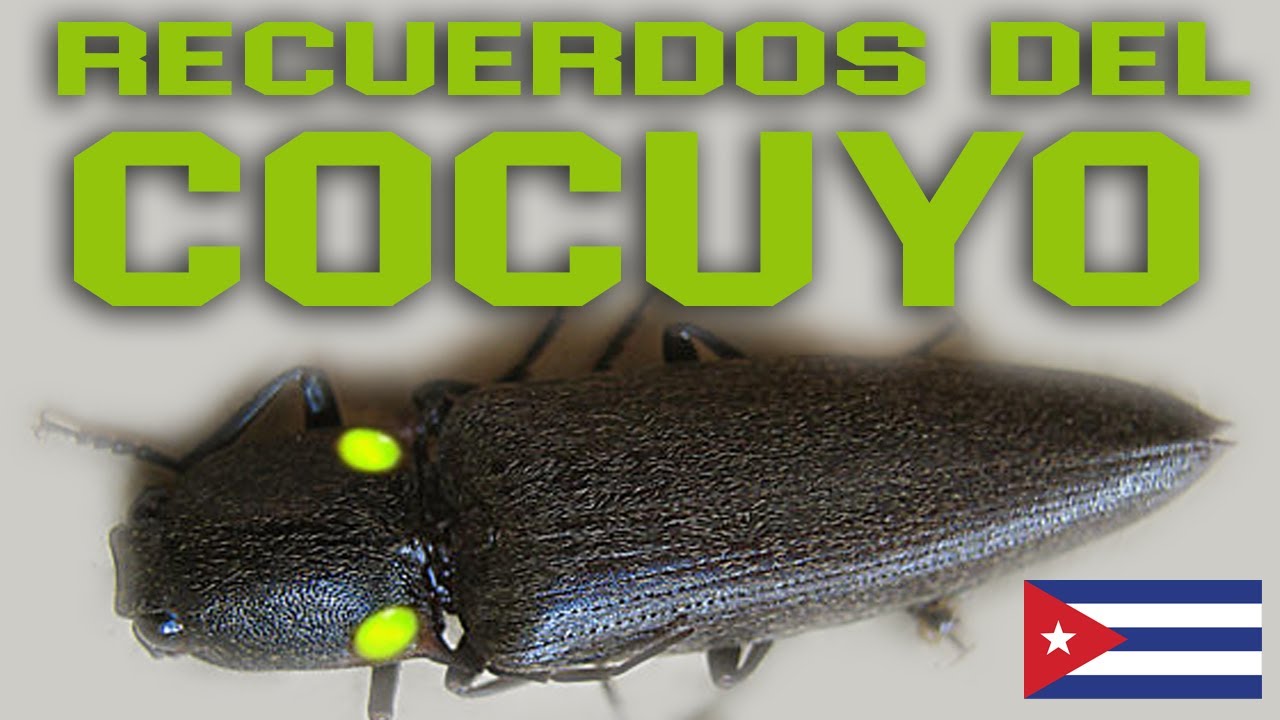 🪲 Recuerdos del COCUYO 🇨🇺 - YouTube