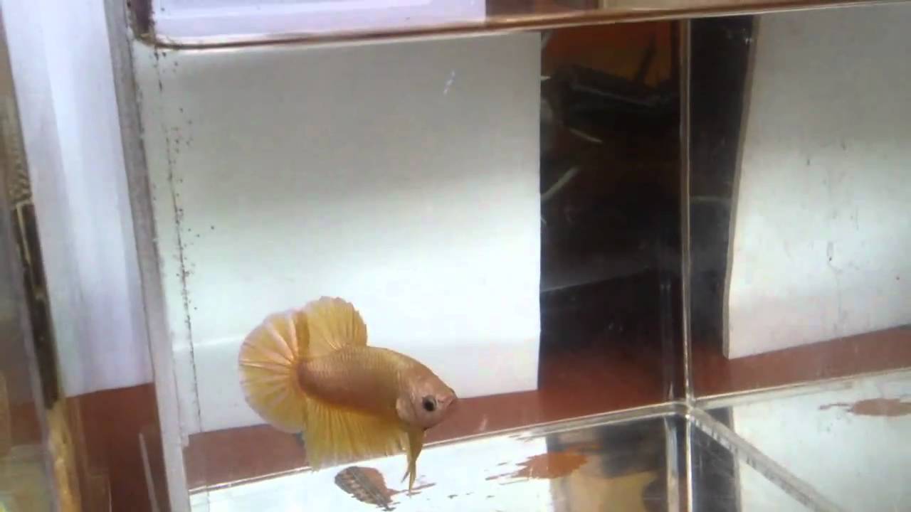Gold HMPK Male + Gold Dragon HMPK + White HMPK - YouTube