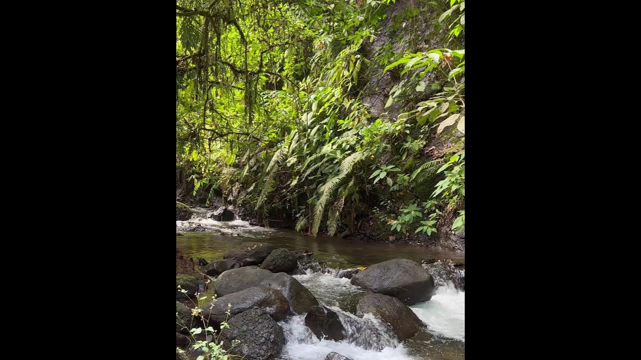 Magical Forest Sounds, Relaxing Stream, Relaxation, Meditation, Sleep - YouTube