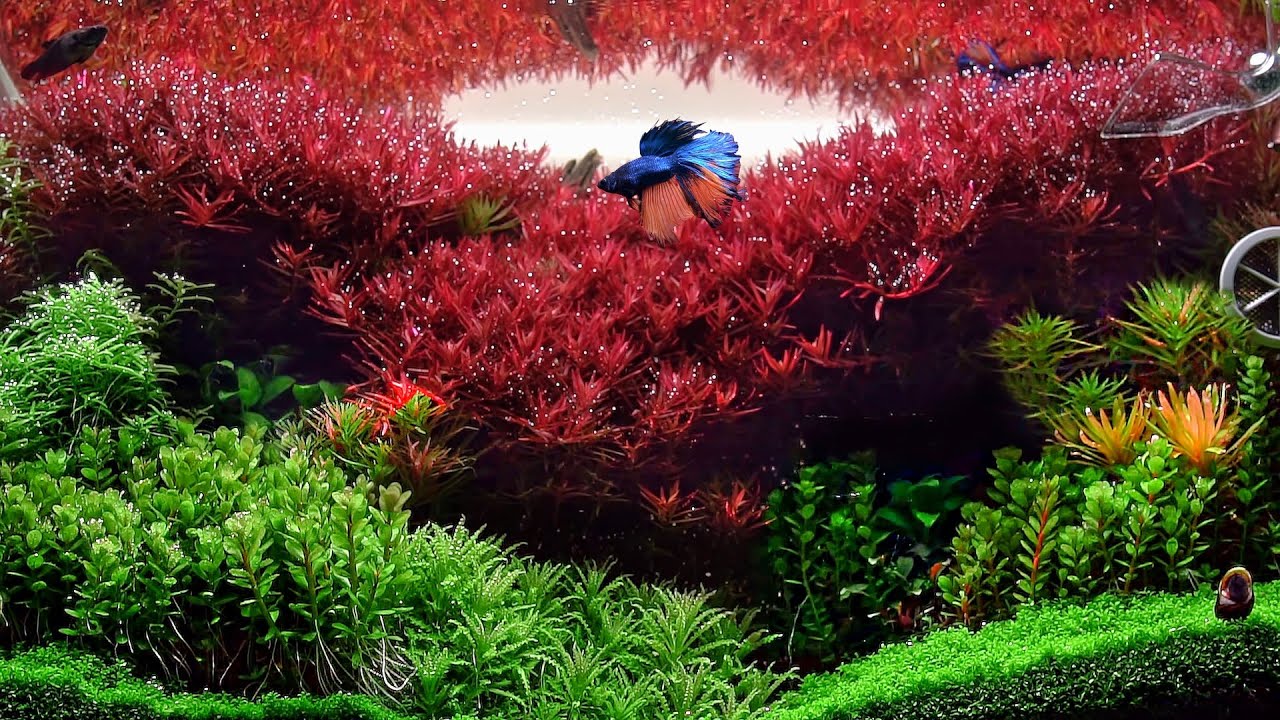 Planted Aquarium For Betta Fish Family 4 Month Update - YouTube