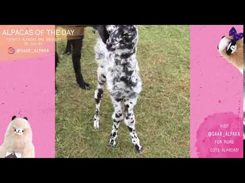 Very Special Spotted Alpaca - YouTube