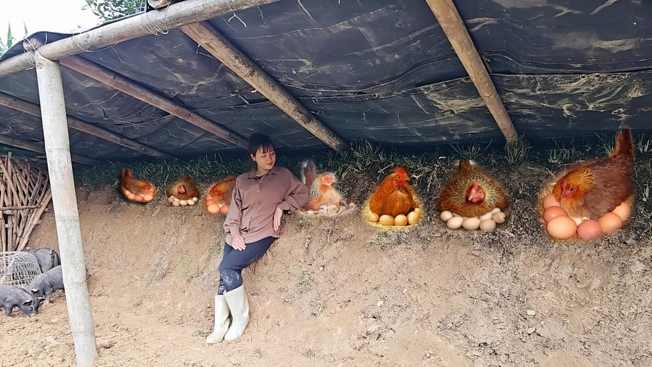 Build a Shelter for Chickens. Dig a Hole for Chickens to Lay Eggs [Ly ...