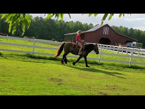 percheron gypsy cross gelding - YouTube