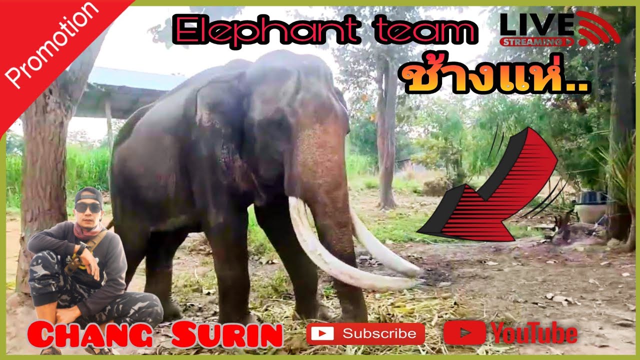 พ่อใหญ่กะหลาน กลับมาแล้ว #ทีมงานช้างป่า elephant team - YouTube
