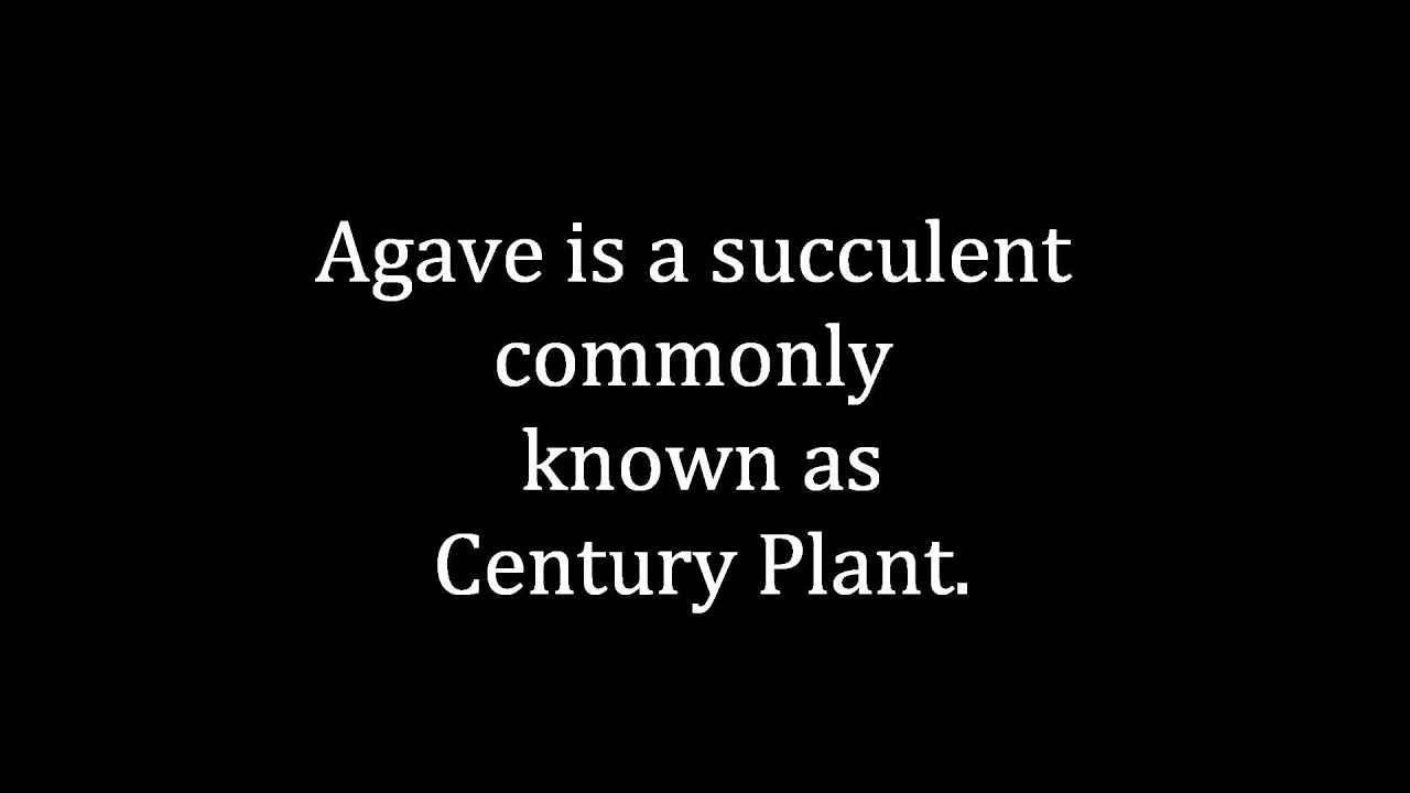 How to pronounce Agave - YouTube