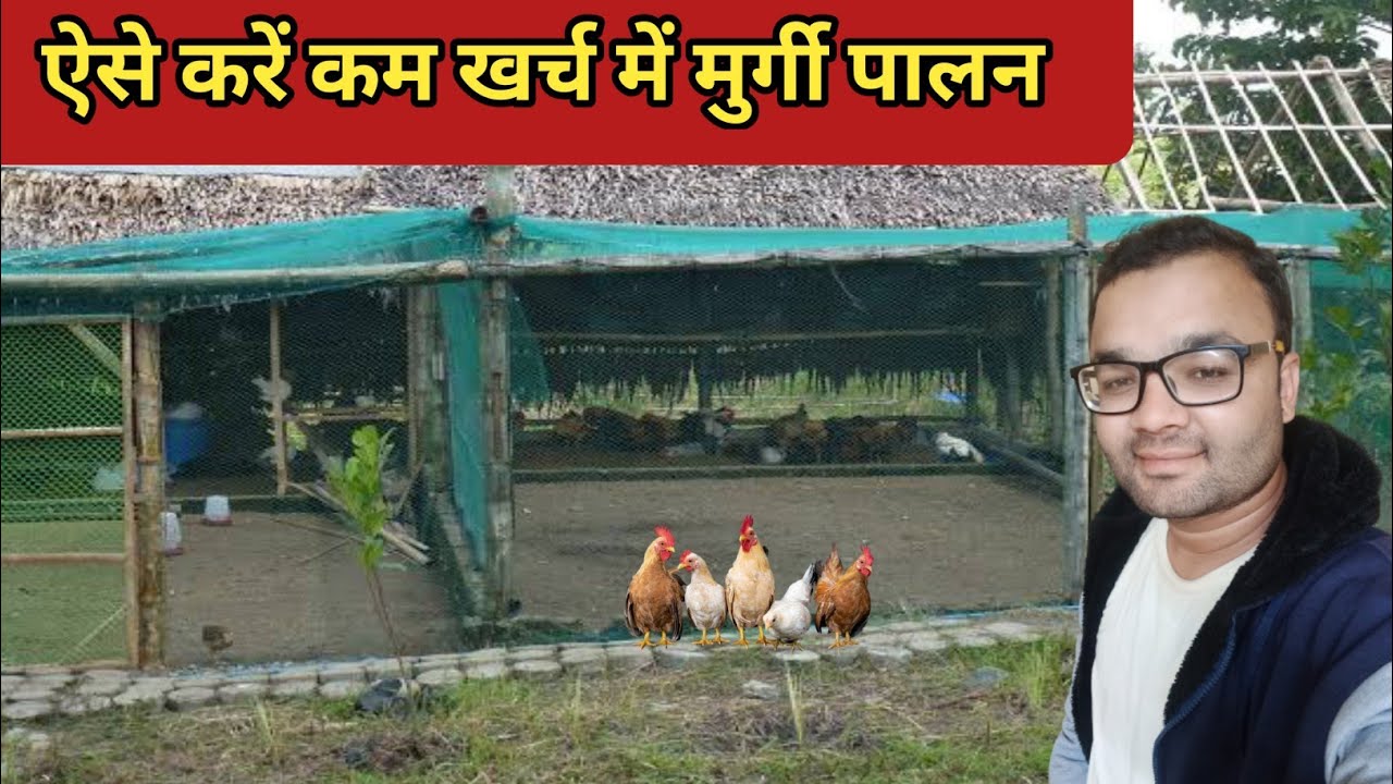कम खर्च मुर्गी पालन ऐसे करें । Kam Kharch Me Murgi Palan । Deshi Murgi ...