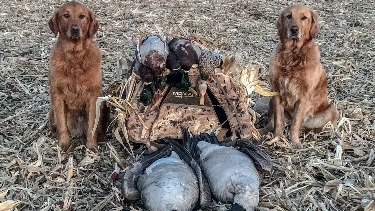 Upland and Waterfowl Hunt in a Corn Field - Mallards, Geese, and ...