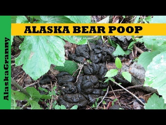 Warning Bear Poop