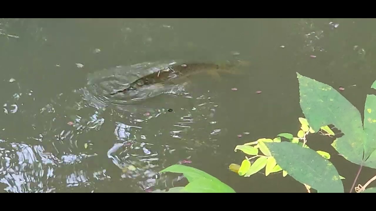 Wild spotted gar eating dog food. - YouTube