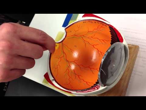 Optic disc, Macula lutea, fovea centralis, rods and cones
