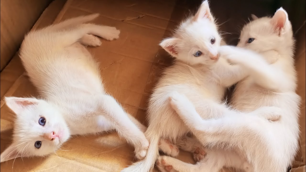 Three Little - Cute Cat Baby Kittens Funny Video Compilation 🙀😹 #3 ...