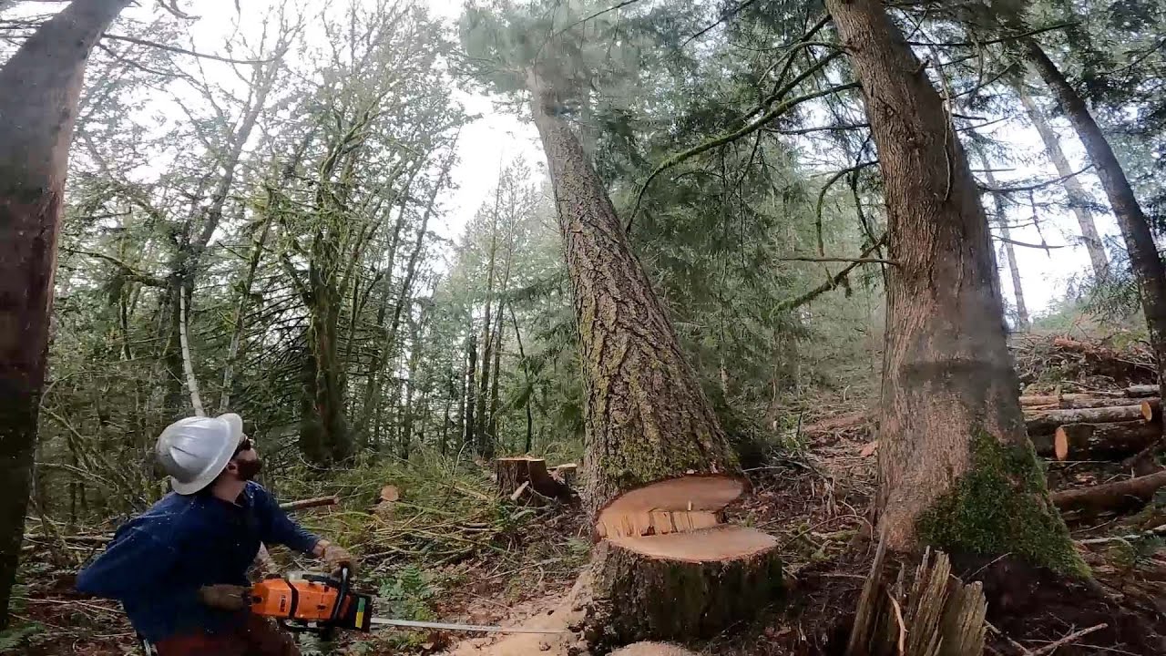 Good Time Hand Falling Trees - YouTube