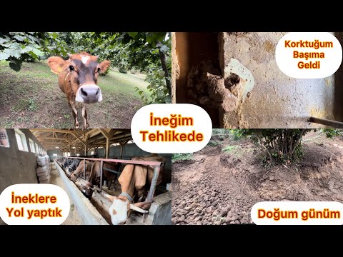 NAZARA İNEK TEKRAR HASTA / İNEKLERE YOL YAPTIK