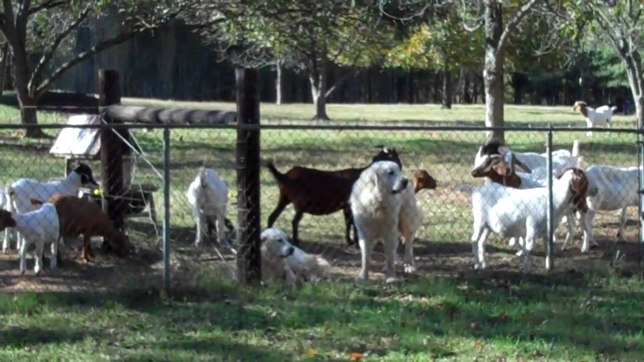 4 Great Pyrenees and their goats - YouTube