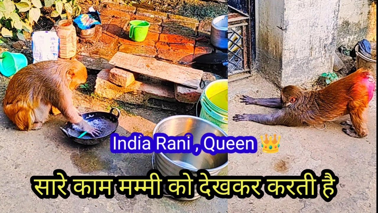 talented monkey Rani।। everything learn monkey Rani।। ।। Indian Monkey ...