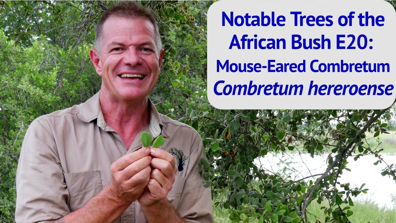 Notable Trees of the African Bush E20: Mouse-Eared Combretum/Combretum ...