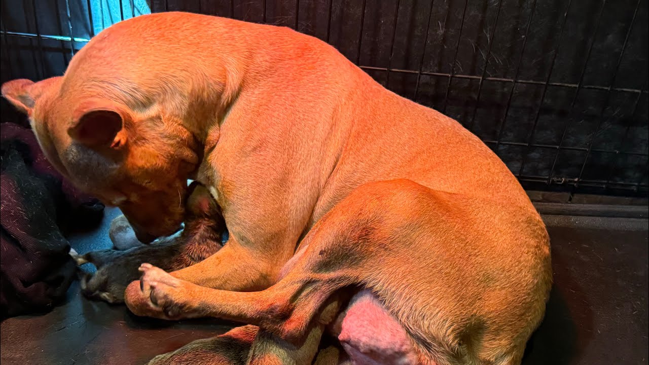 Dog in labor | Stage 2: 3rd puppy - YouTube
