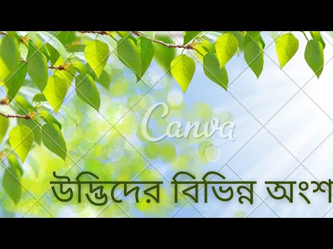 উদ্ভিদের বিভিন্ন অংশ|| Parts of a Plants || It's AumSum Time-বাংলা ...