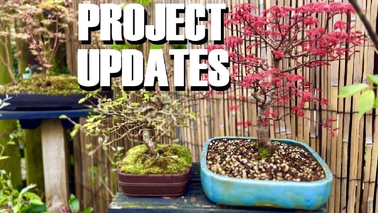 Bonsai Projects Update - Spring 2024 - YouTube