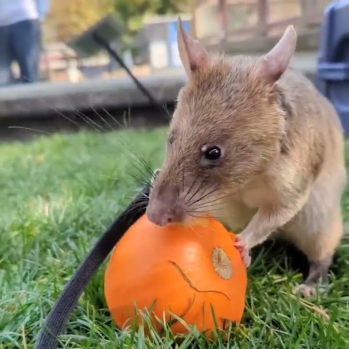 Giant pouched rat stuffs her cheeks with tiny pumpkin treats - YouTube