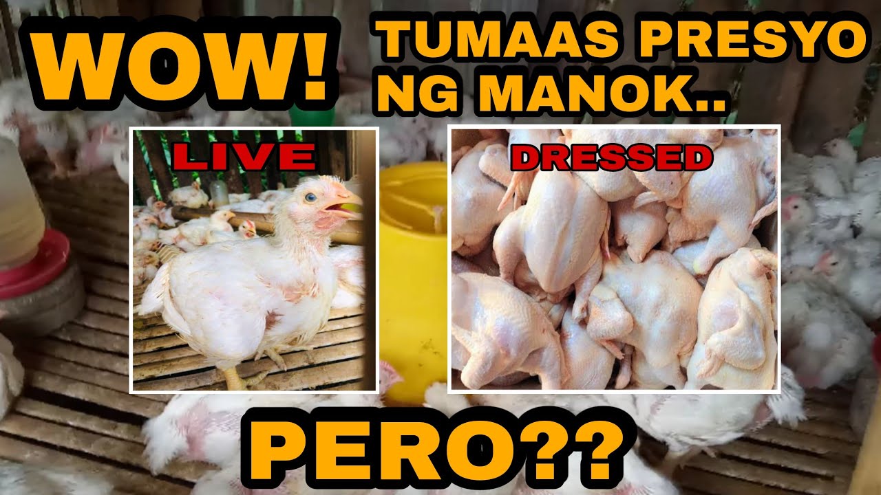 CHICKEN PRICE UPDATE: TUMAAS ANG PRESYO NG LIVE AT DRESSED 45 DAYS CHICKEN | JAY TIPS TV - YouTube
