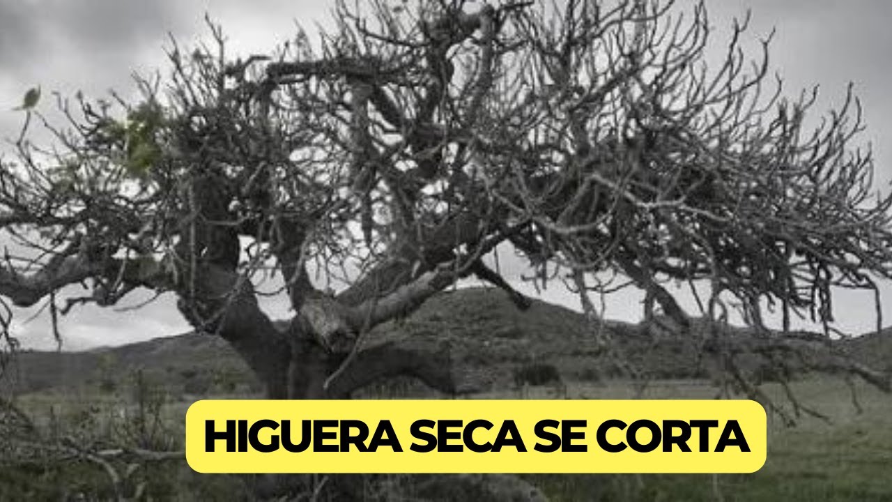 Higuera seca se corta - YouTube