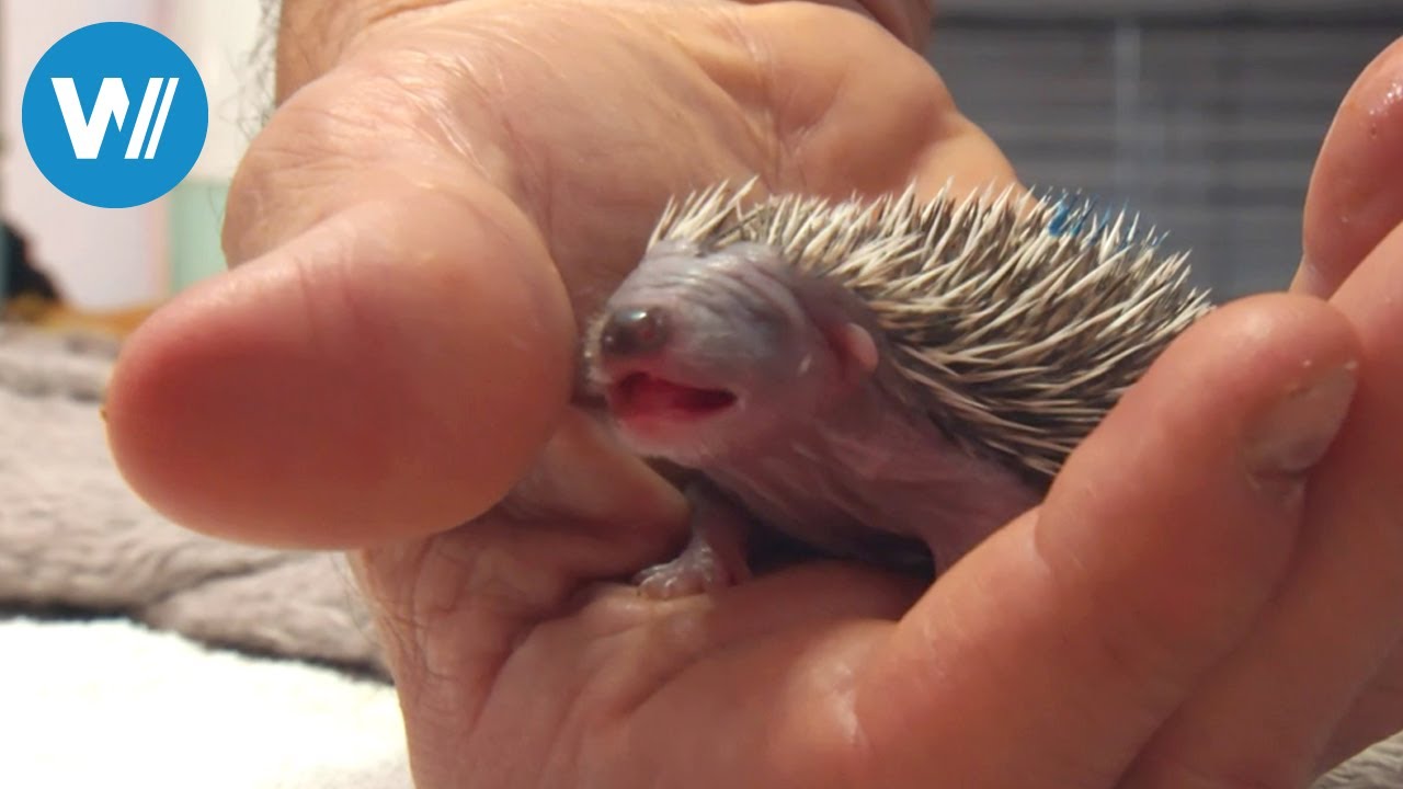 Die Igel-Retter aus dem Piemont (360° - GEO Reportage) - YouTube