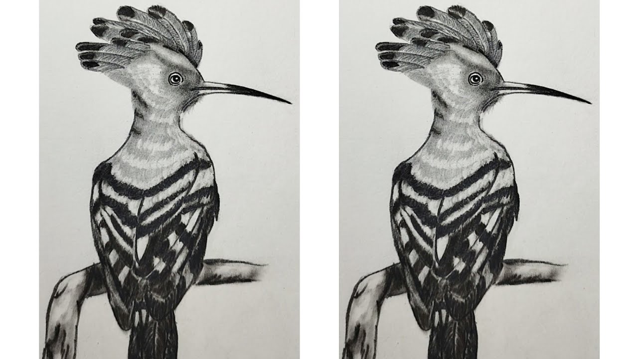 How to Draw a Hoopoe Bird | Beautiful Hoopoe Bird Drawing | Easy Bird ...