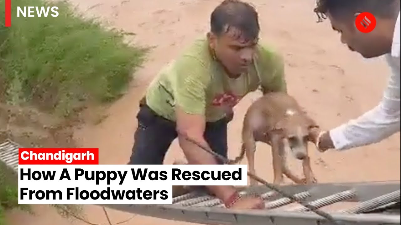 Punjab Flood: Fire Dept, Chandigarh Police Team Save Stranded Puppy ...