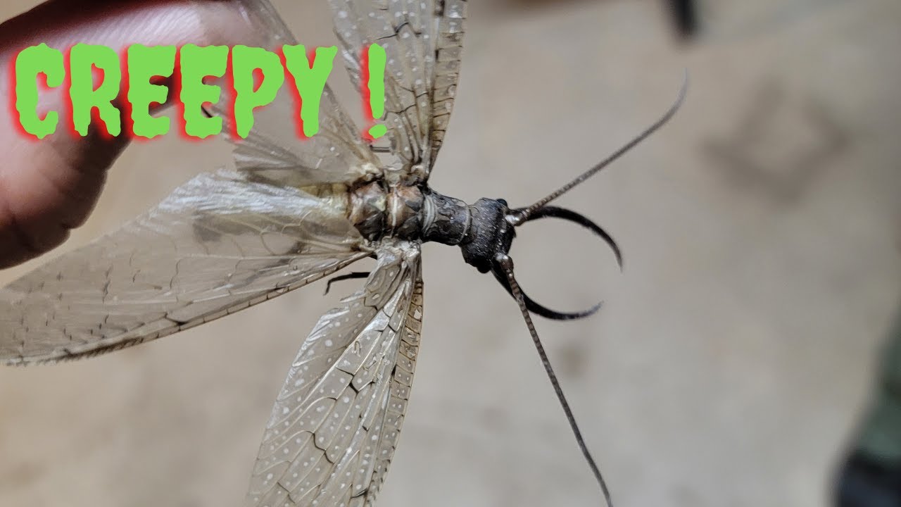 This bug is so cool! Rigging the hellgrammite - YouTube