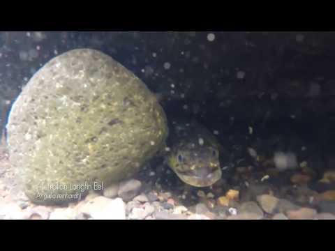 Finding Agates and Crystal - Snorkeling NNSW Rivers