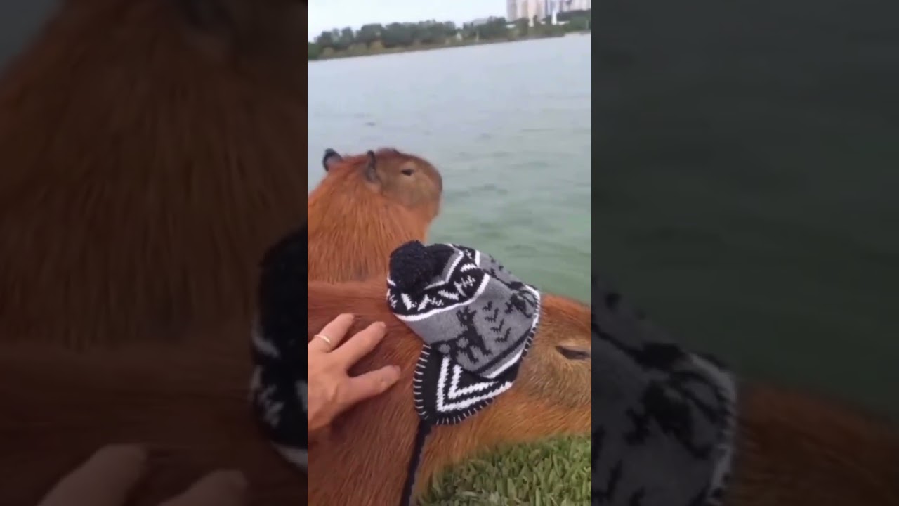 Capybara Drip 🥶 - YouTube