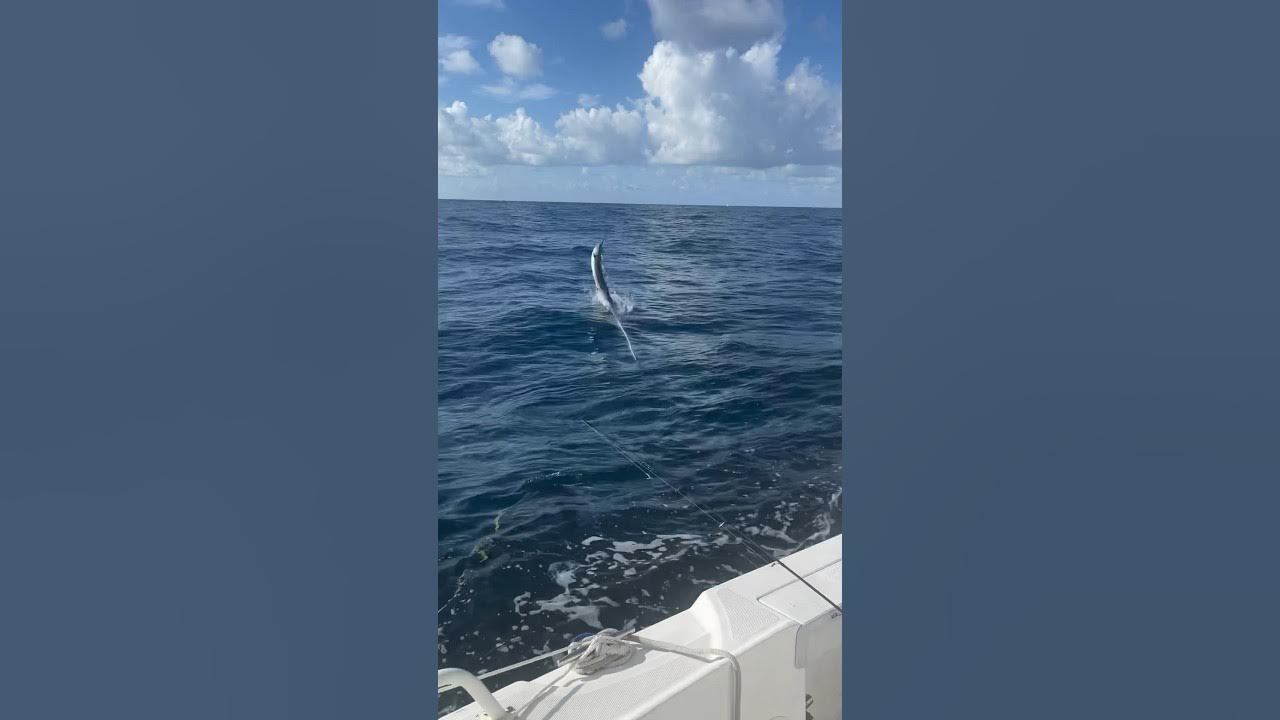 Just a normal day in Florida…. 🎣🎣 #sailfish #saltlife #fishing #fish # ...
