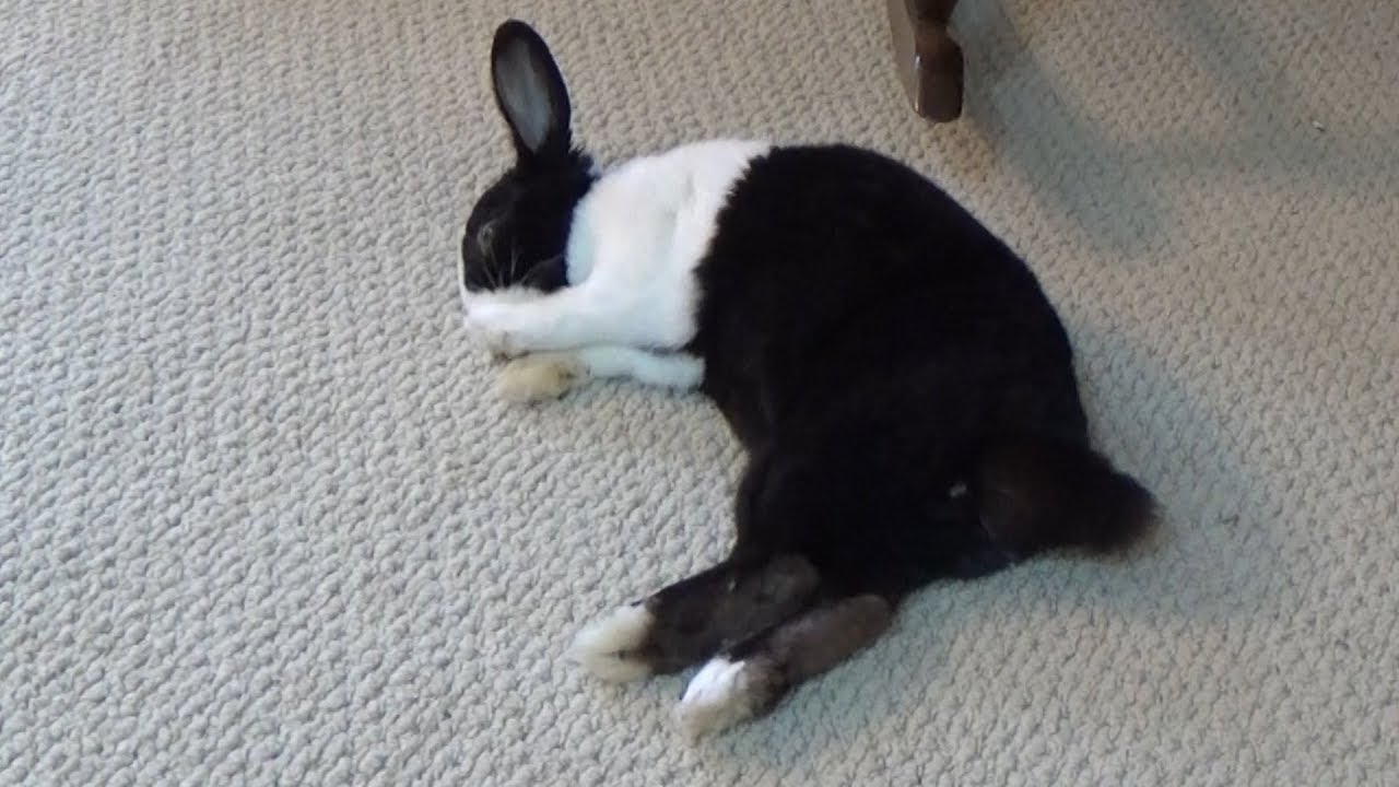 Rabbit falling asleep during Game of Thrones - time-lapse with ...