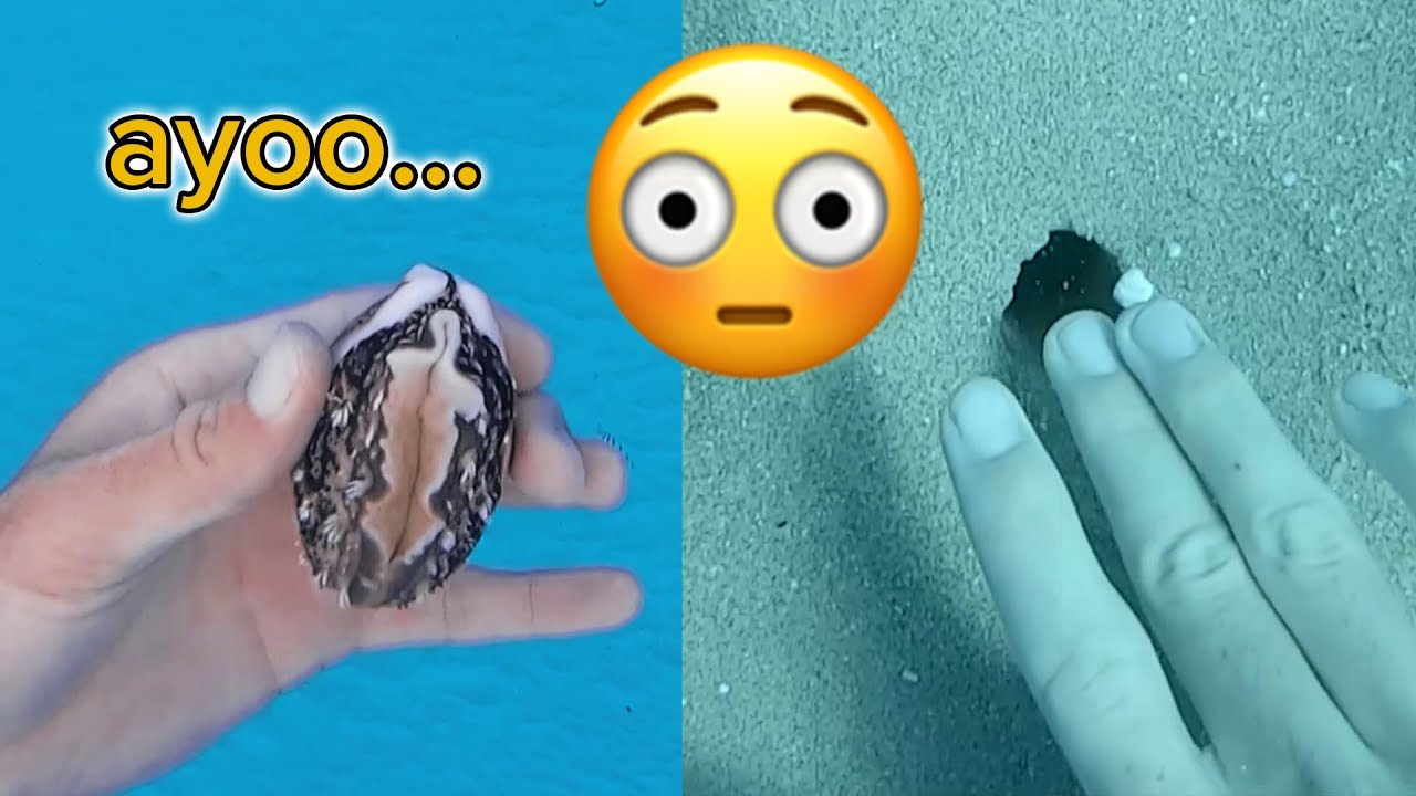 Family friendly ocean education video (nothing sus) - YouTube