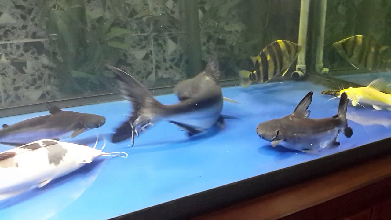 Paroon shark cabinet tank - YouTube