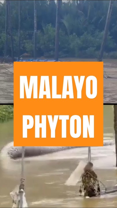 Giant Malayo Python in Malaysia and Thailand's Floods - YouTube