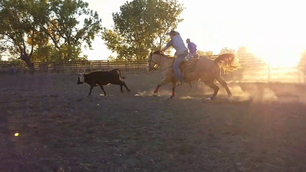High Brow Boomerita roping live cattle for the 1st time 2 - YouTube