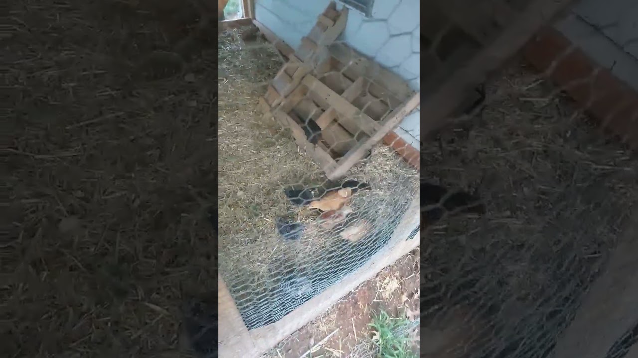 Insomnia and chickens - YouTube