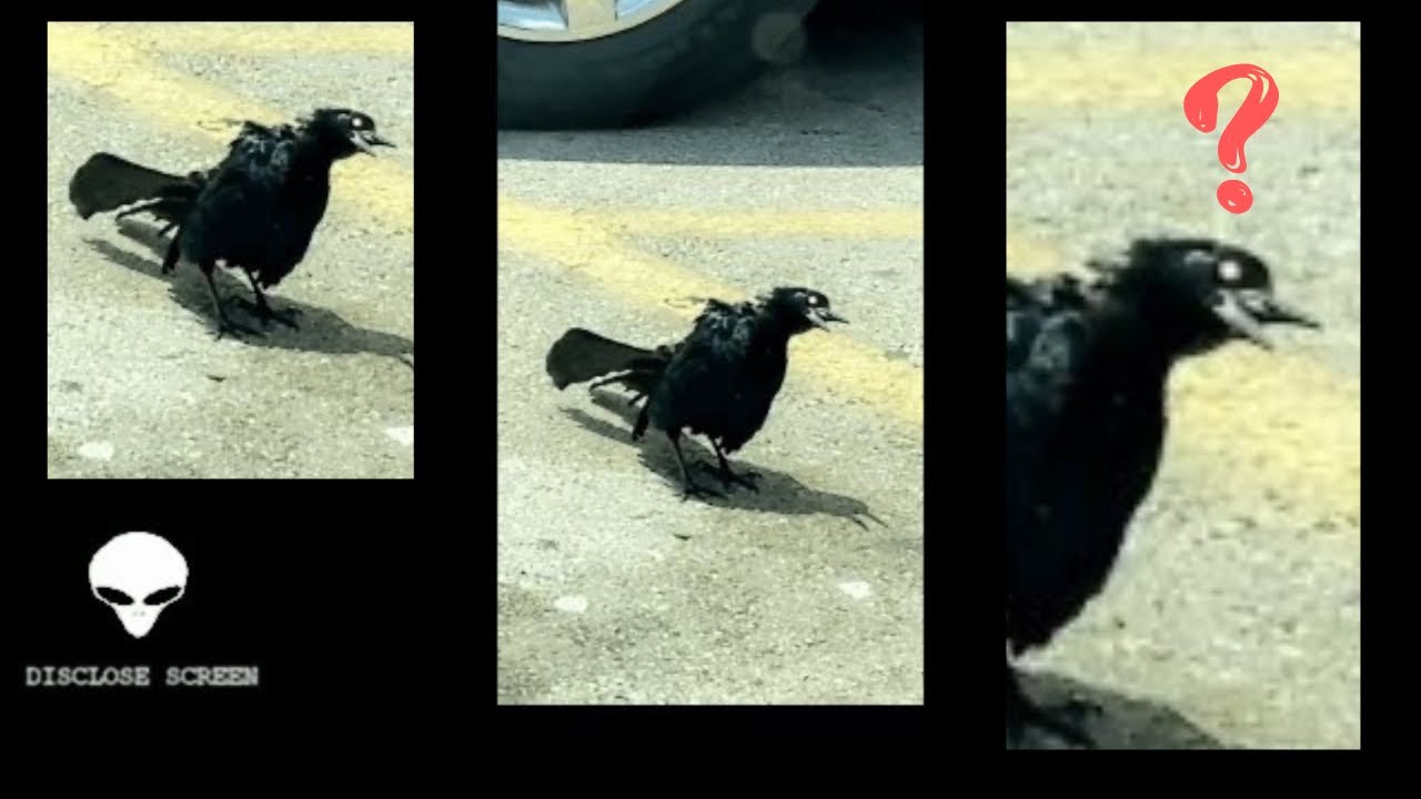 A possessed bird? Frozen solid in the middle of the street. - YouTube
