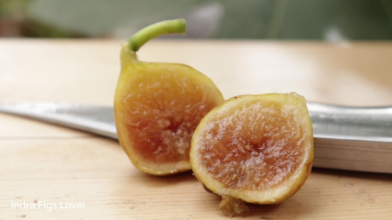 Peter's Honey Fig (a splashing sugar), #FigsGalery 42 - YouTube